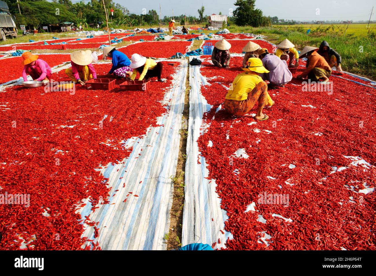 VIETNAM. SOUTHERN REGION. DRYING AND SORTING PEPPERS Stock Photo - Alamy