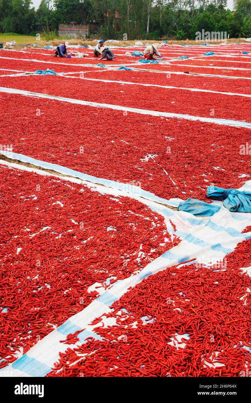 VIETNAM. SOUTHERN REGION. DRYING AND SORTING PEPPERS Stock Photo - Alamy