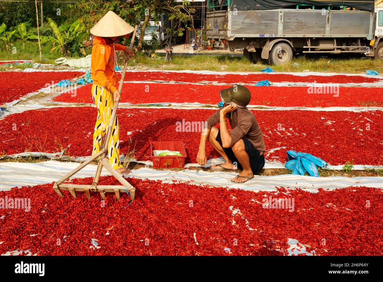 VIETNAM. SOUTHERN REGION. DRYING AND SORTING PEPPERS Stock Photo - Alamy