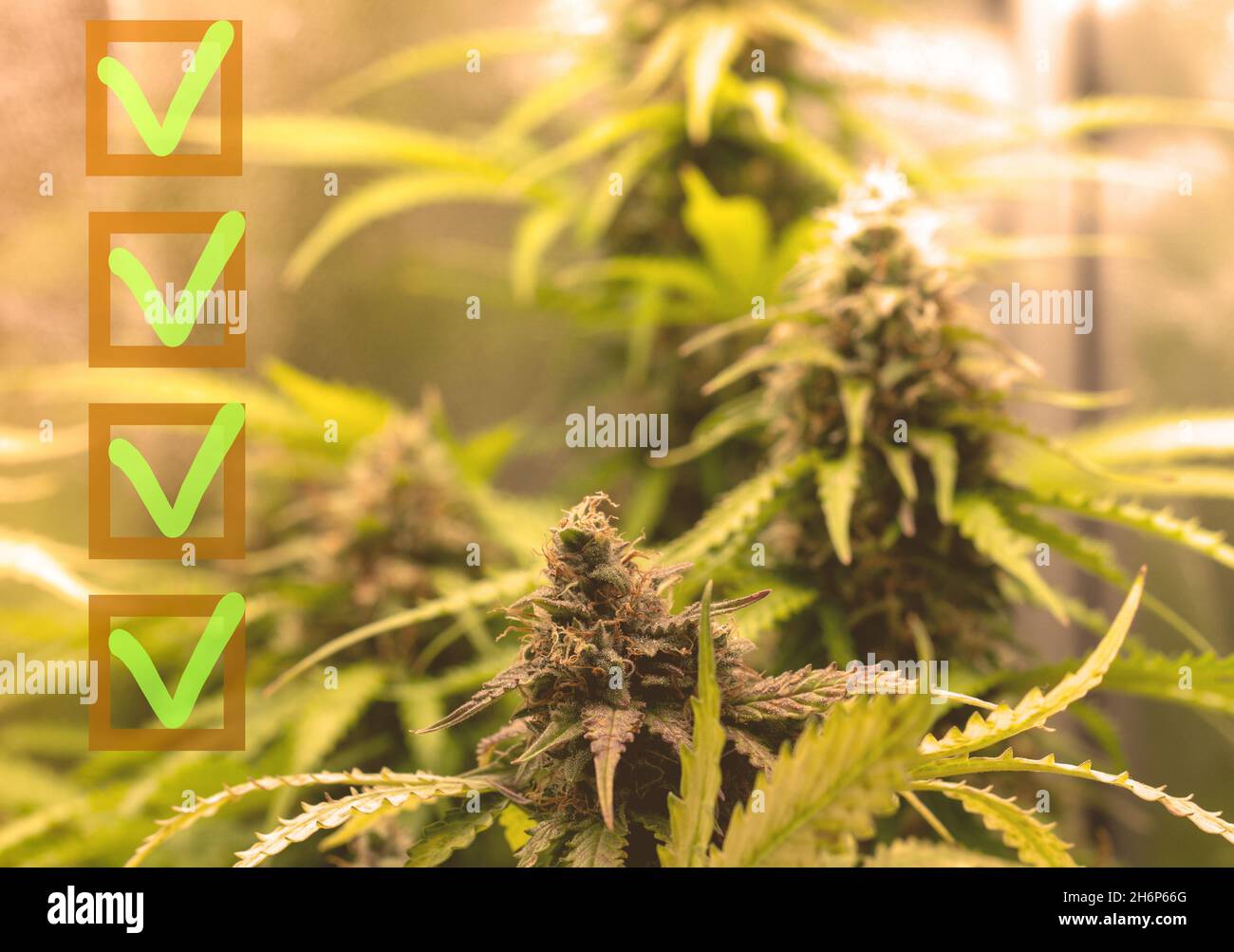 Marijuana checklist concept. Ripe buds of medical marijuana growing ...