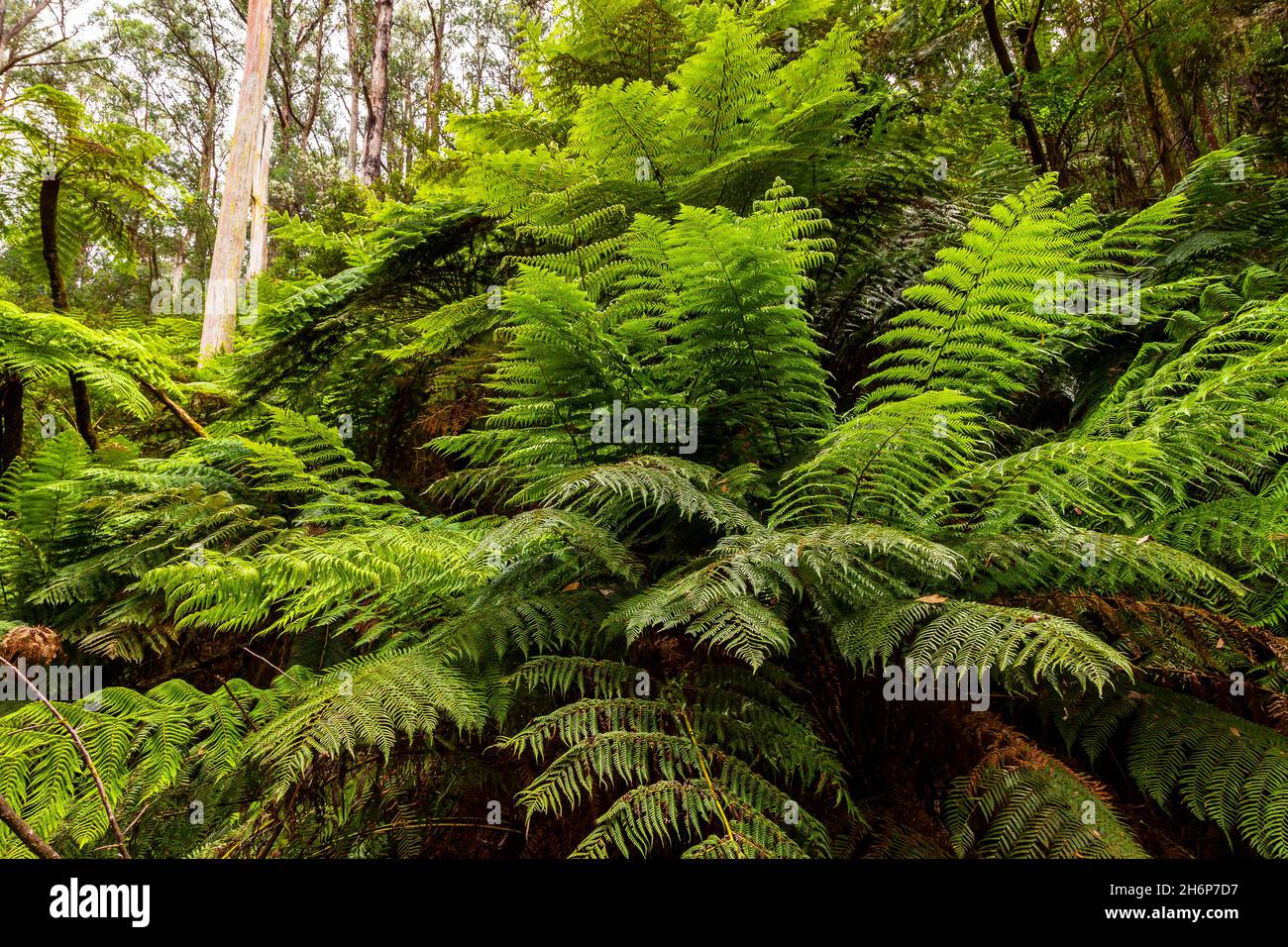 Tree Ferns Forest, the Dandenong Ranges National, Park, Victoria ...
