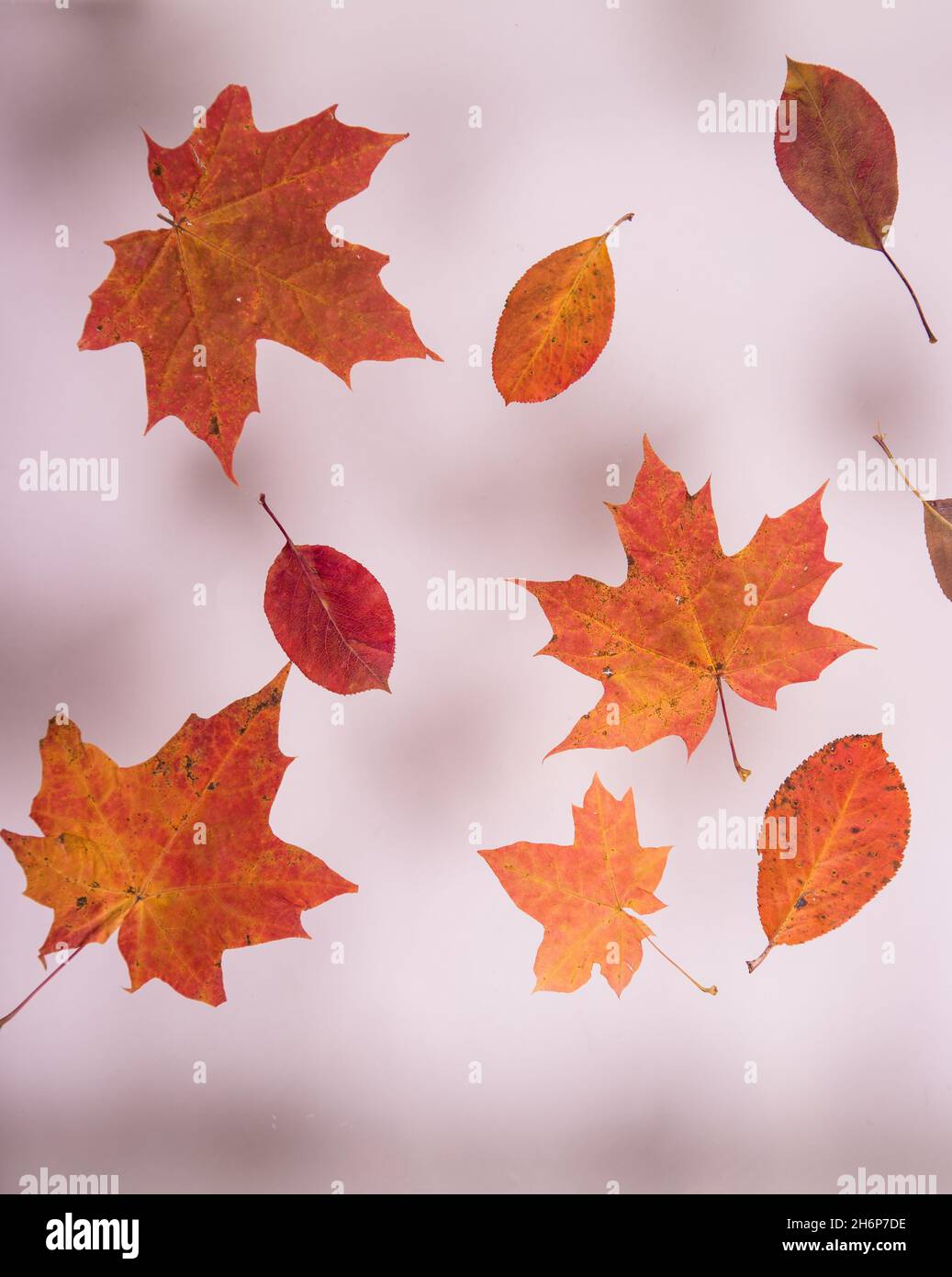 Autumn leaves are flying in the air. Autumn background Stock Photo - Alamy