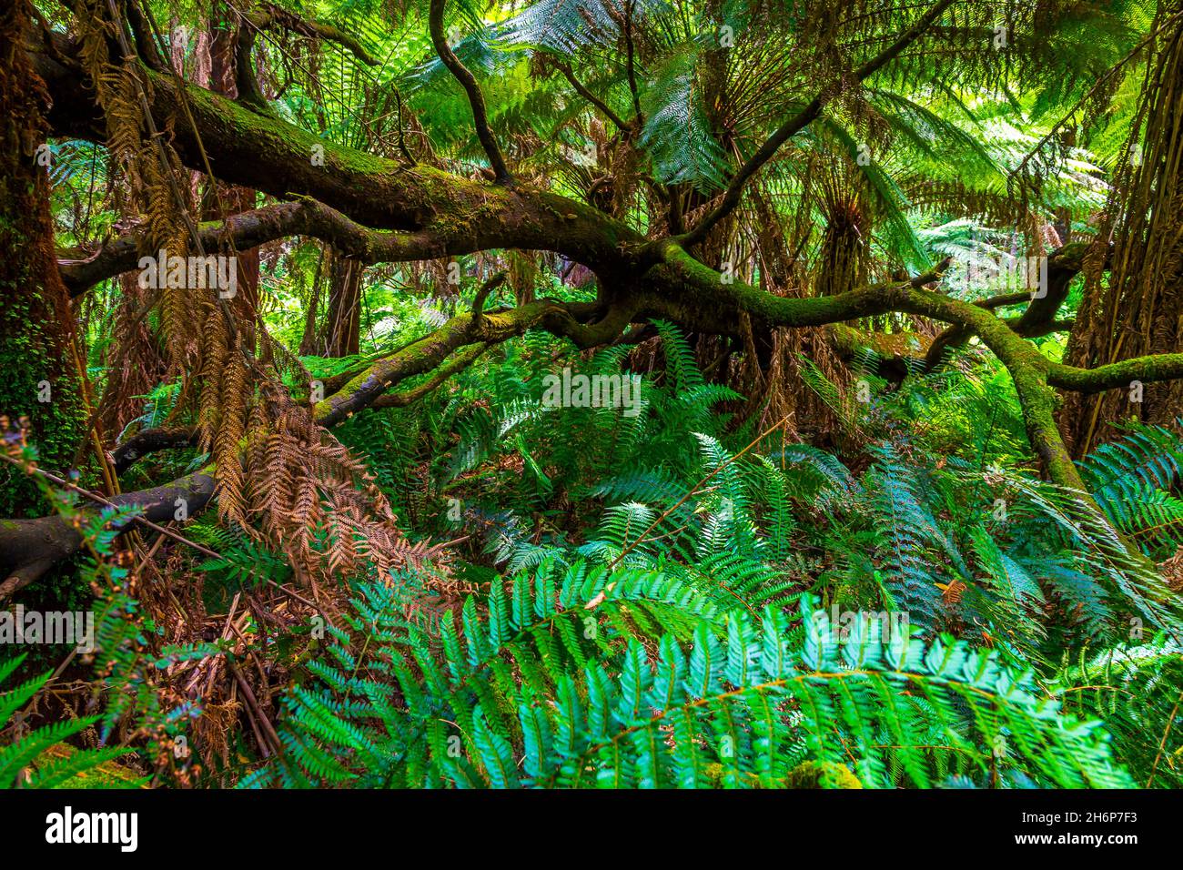 Tree Ferns Forest, the Dandenong Ranges National, Park, Victoria ...