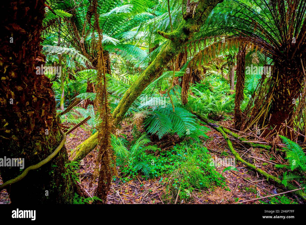 Tree Ferns Forest, the Dandenong Ranges National, Park, Victoria ...