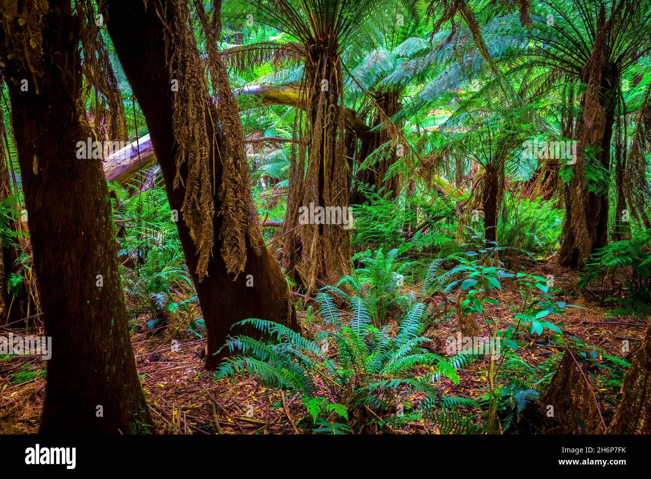 Tree Ferns Forest, the Dandenong Ranges National, Park, Victoria ...