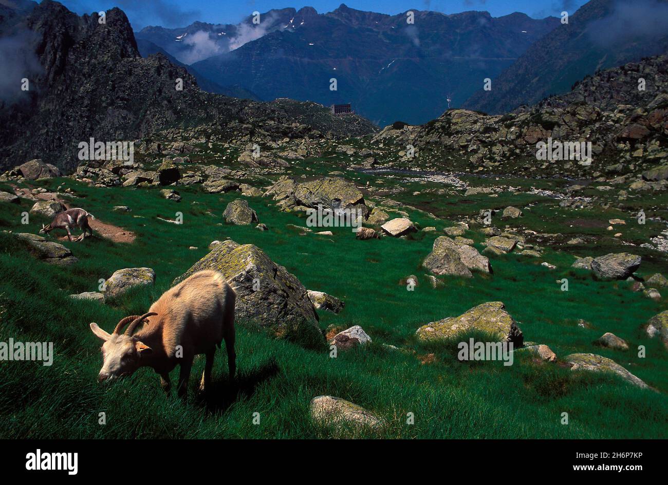 FRANCE. HAUTES-PYRENEES (65) GOAT ABOVE THE LA GLERE REFUGE IN BAREGES ...