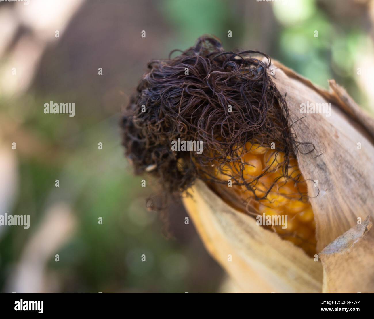 Ear of yellow corn with the kernels still attached to the cob on the ...