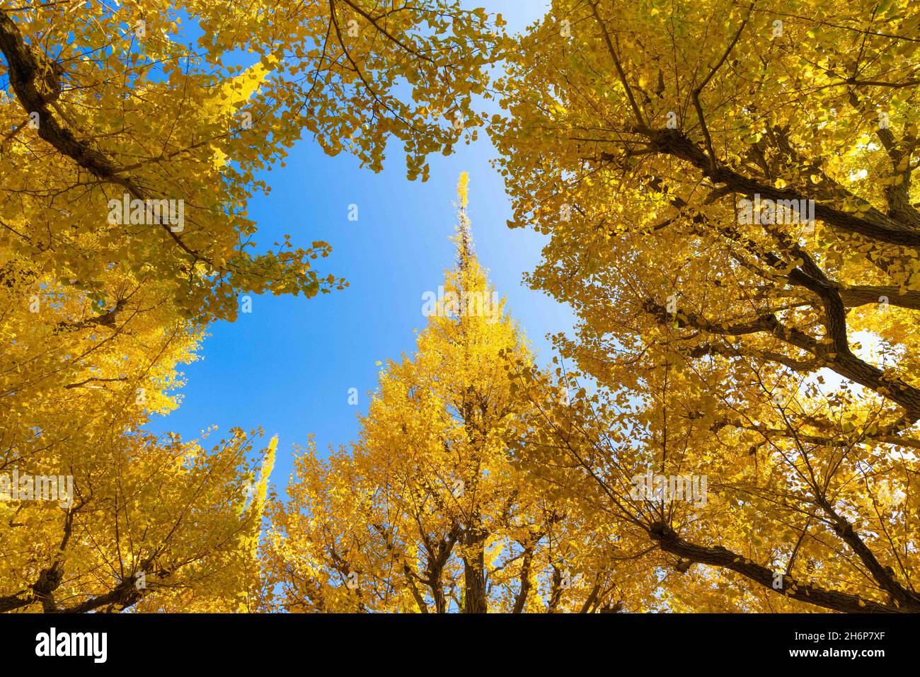 Yellow colored Ginkgo trees seen at Jingu Gaien Ginkgo Avenue in Tokyo ...