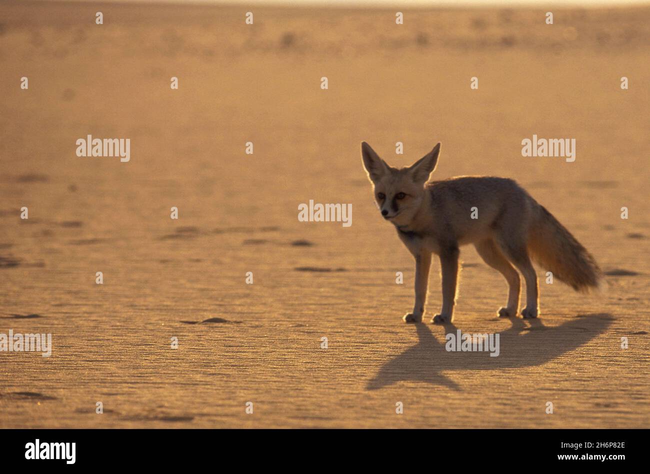 EGYPT. LIBYAN SAHARA, THE WHITE DESERT. RÜPPEL'S FOX (RUEPELLI VULPES ...
