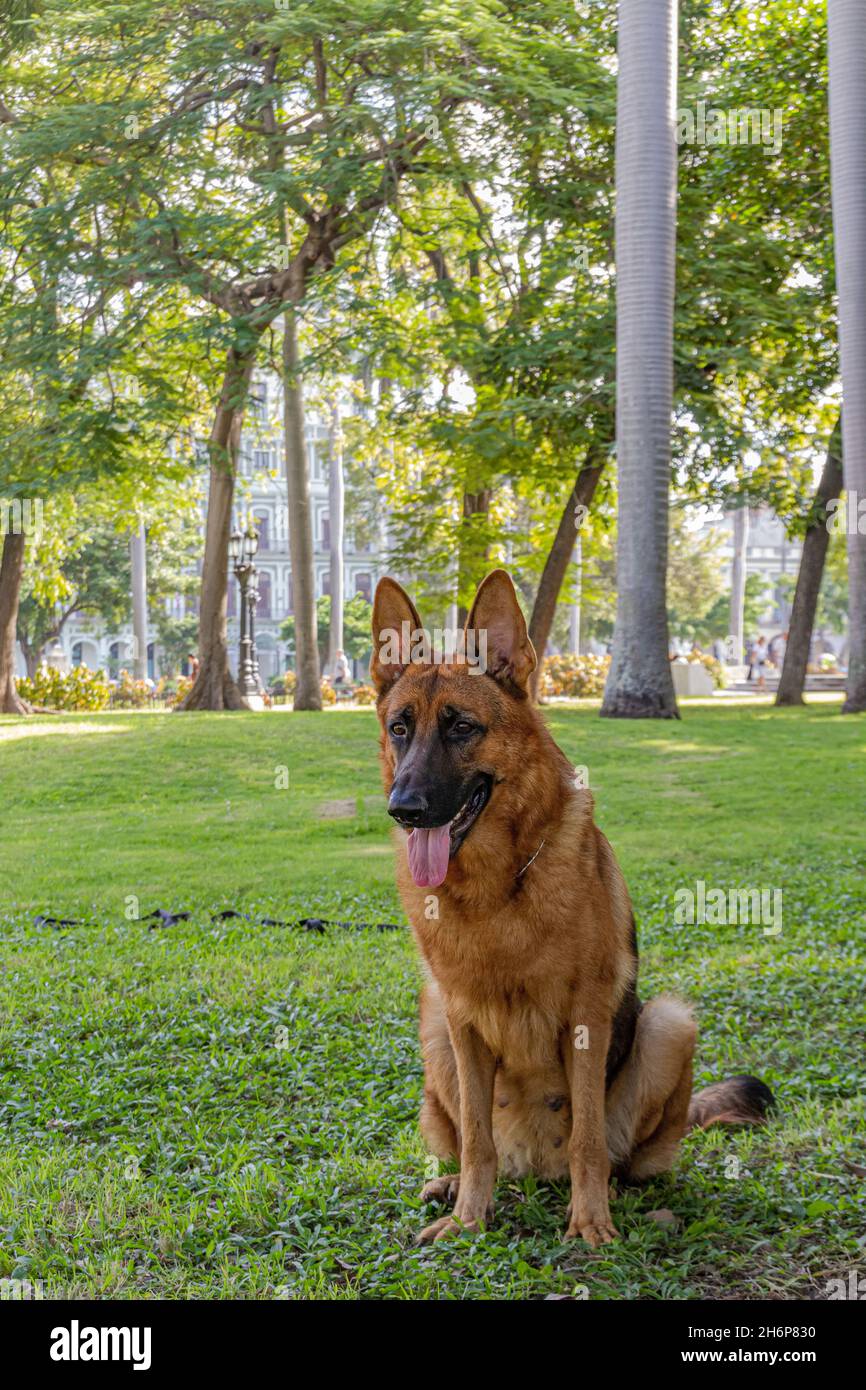 Female black german shepherd hi-res stock photography and images - Alamy