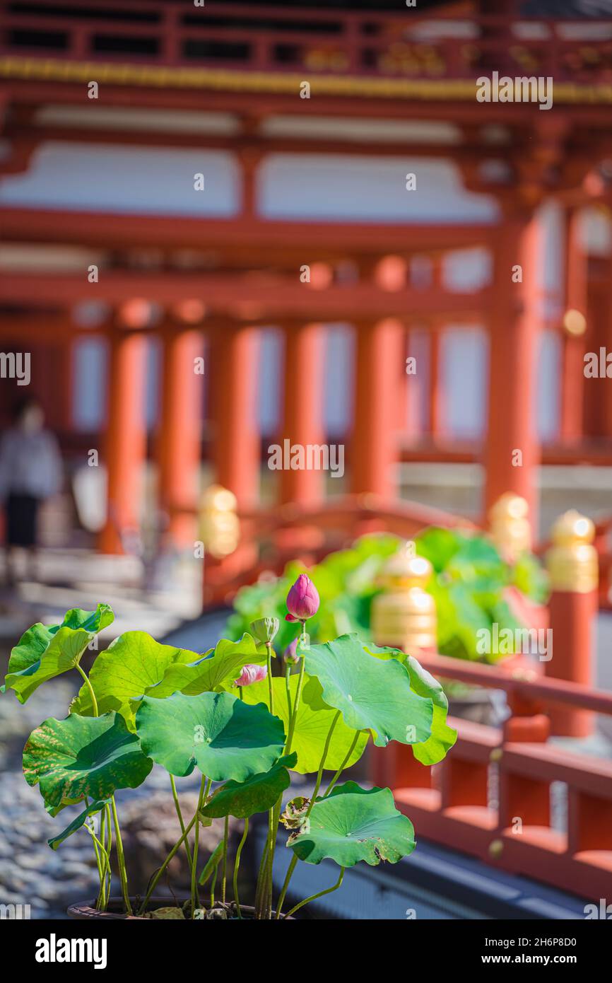 Beautiful kyoto byodo in temple hi-res stock photography and images - Alamy