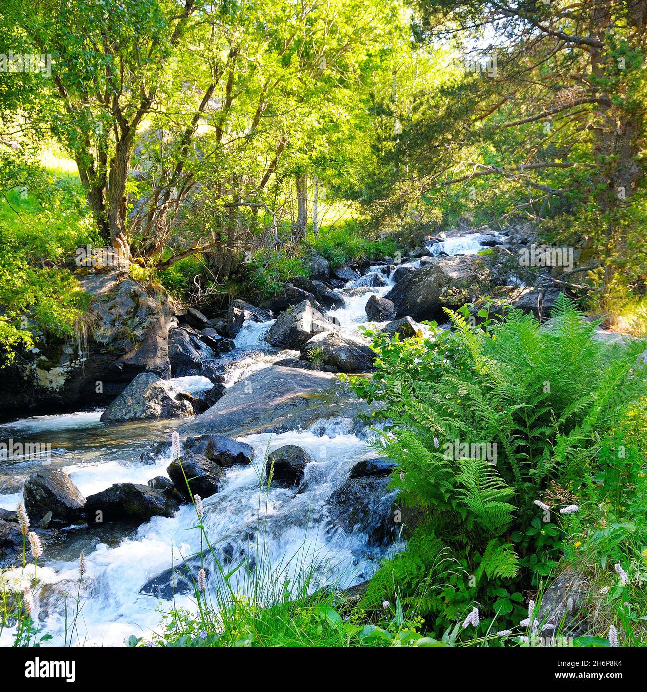 Landscape with mountains, forest and a river in front. Beautiful ...