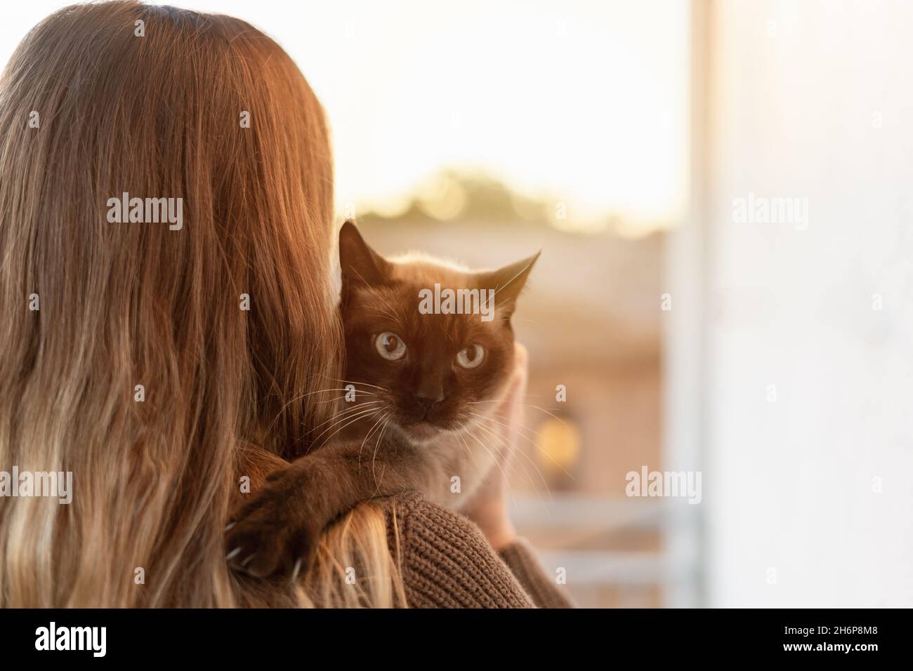 Back view of a woman holding her beautiful siamese cat against the sun ...