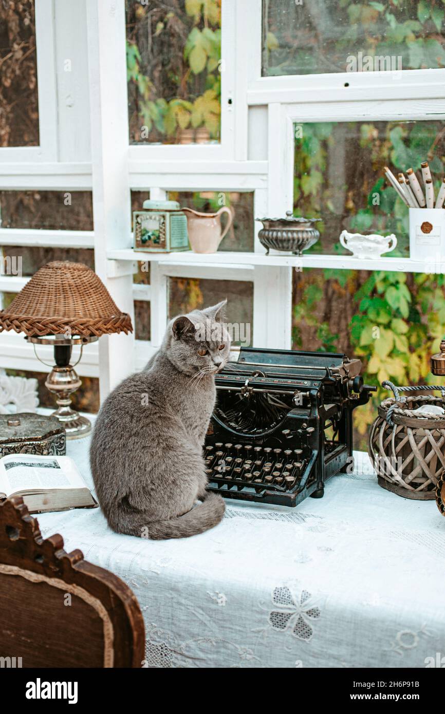 Cat and vintage typewriter in shabby chic room Stock Photo - Alamy