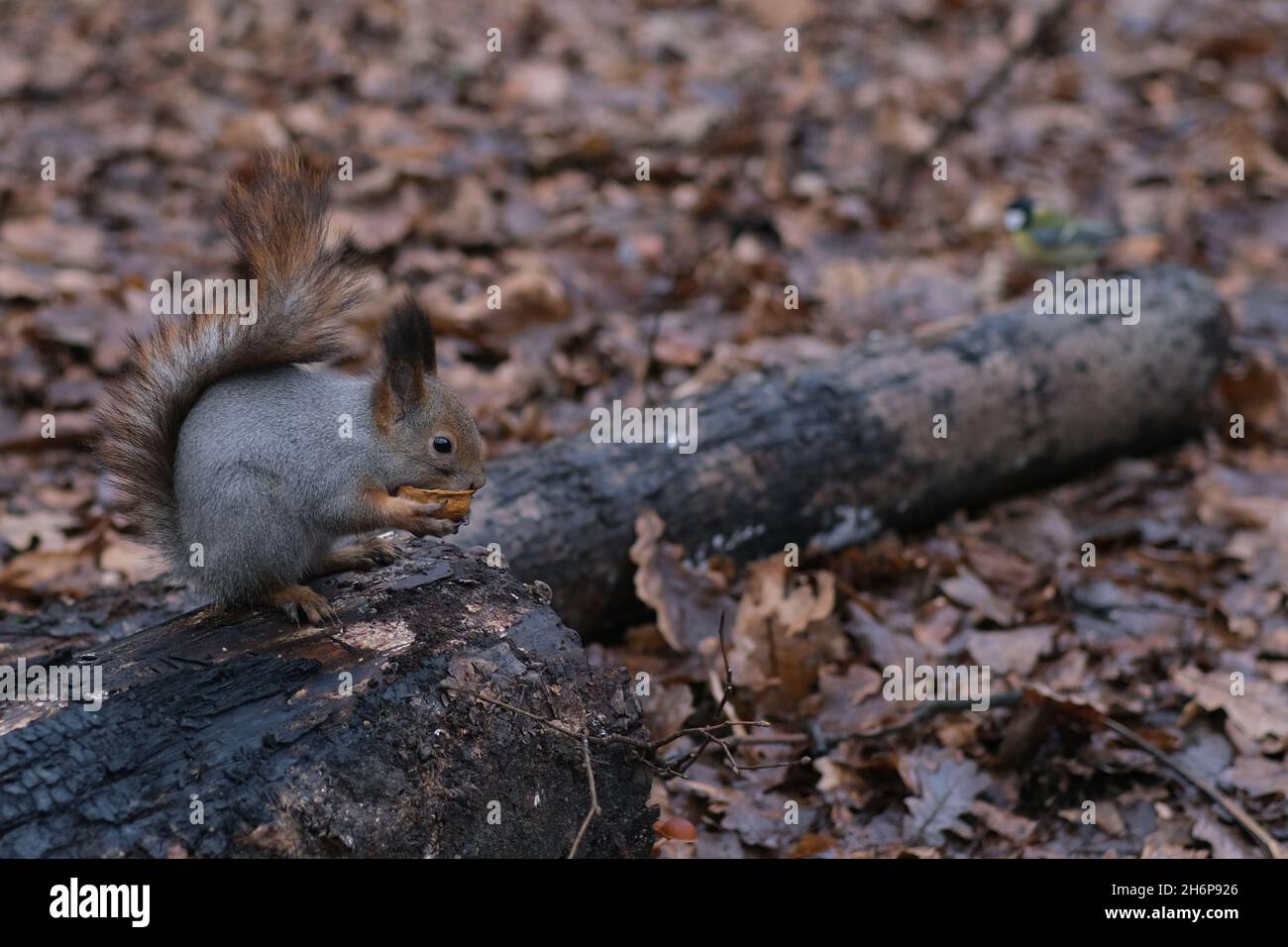 Cute squirrel in the forest and on the street. High quality photo Stock ...