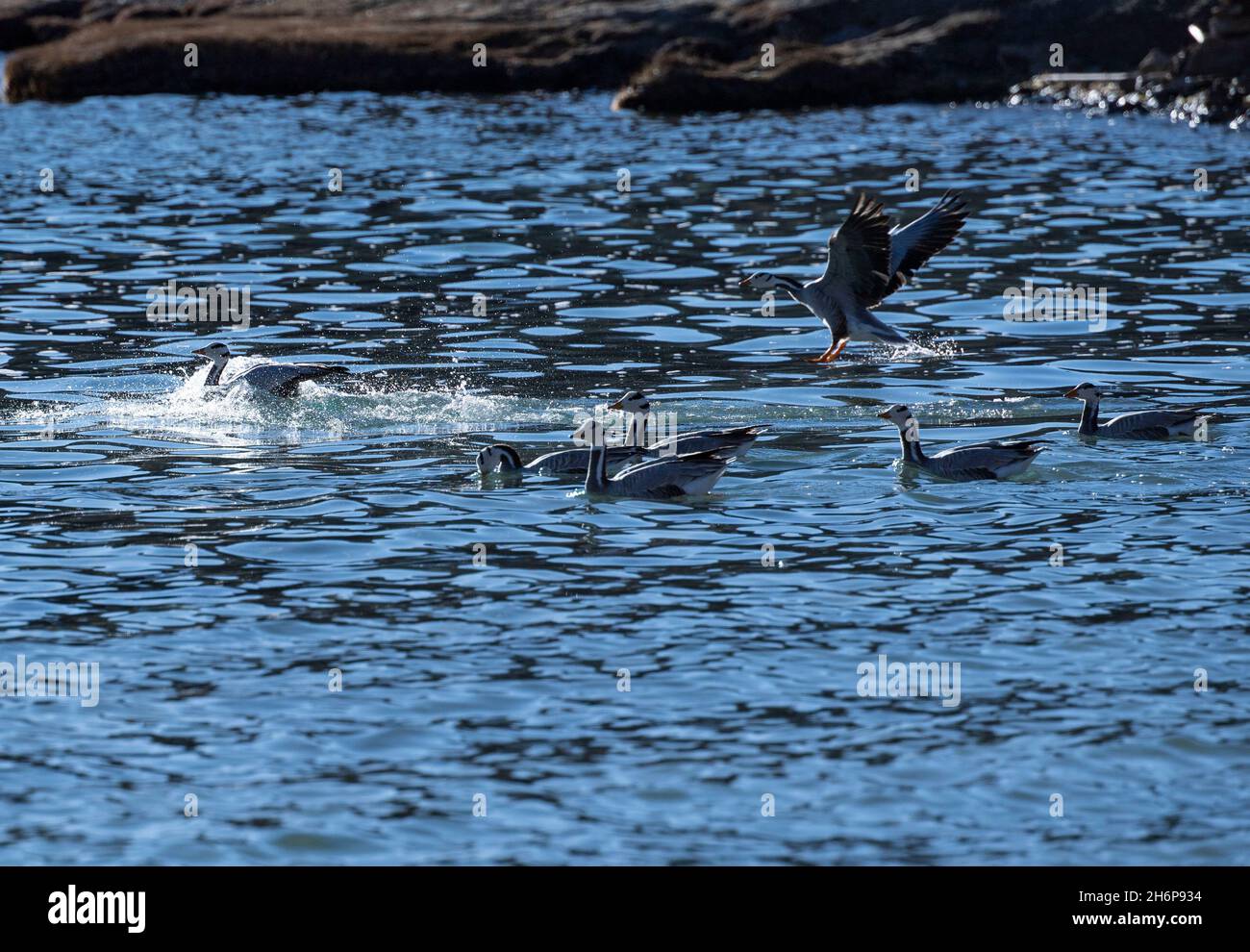 Shannan, China's Tibet Autonomous Region. 16th Nov, 2021. Bar-headed ...