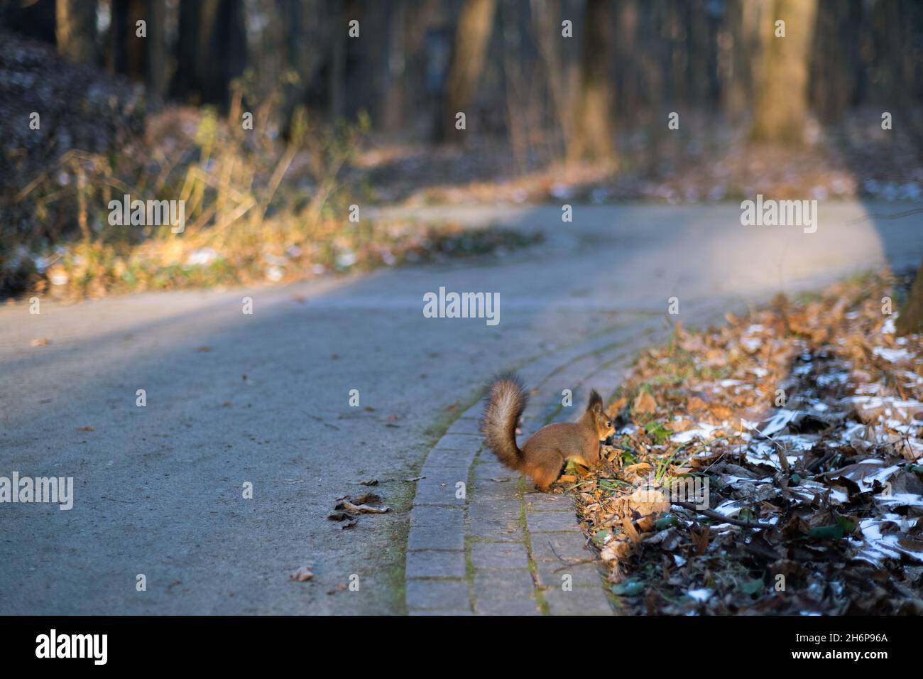Baby squirrel street hi-res stock photography and images - Alamy