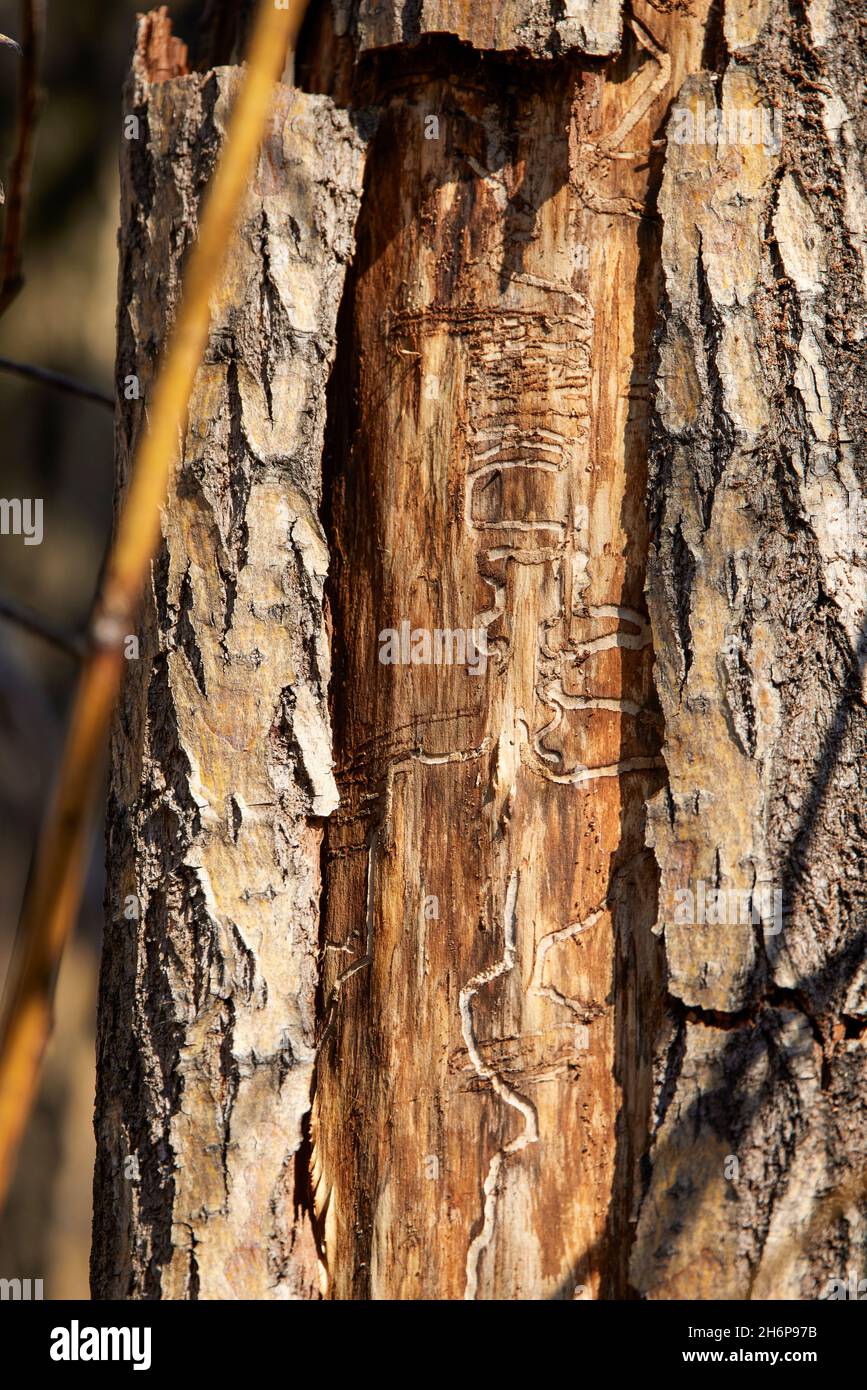 texture with traces of the pest under a tree bark Stock Photo - Alamy