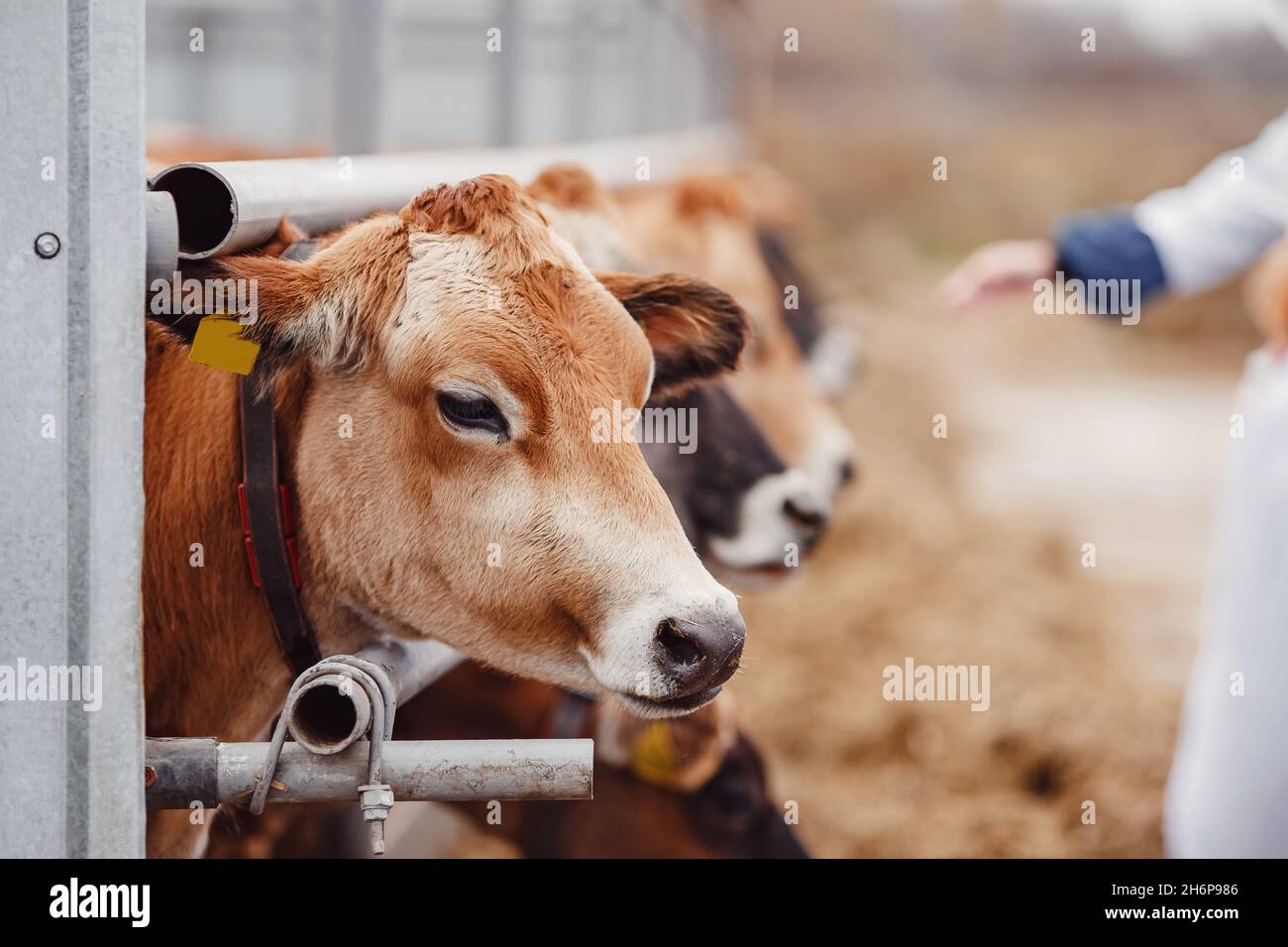 Selective Breeding Cows