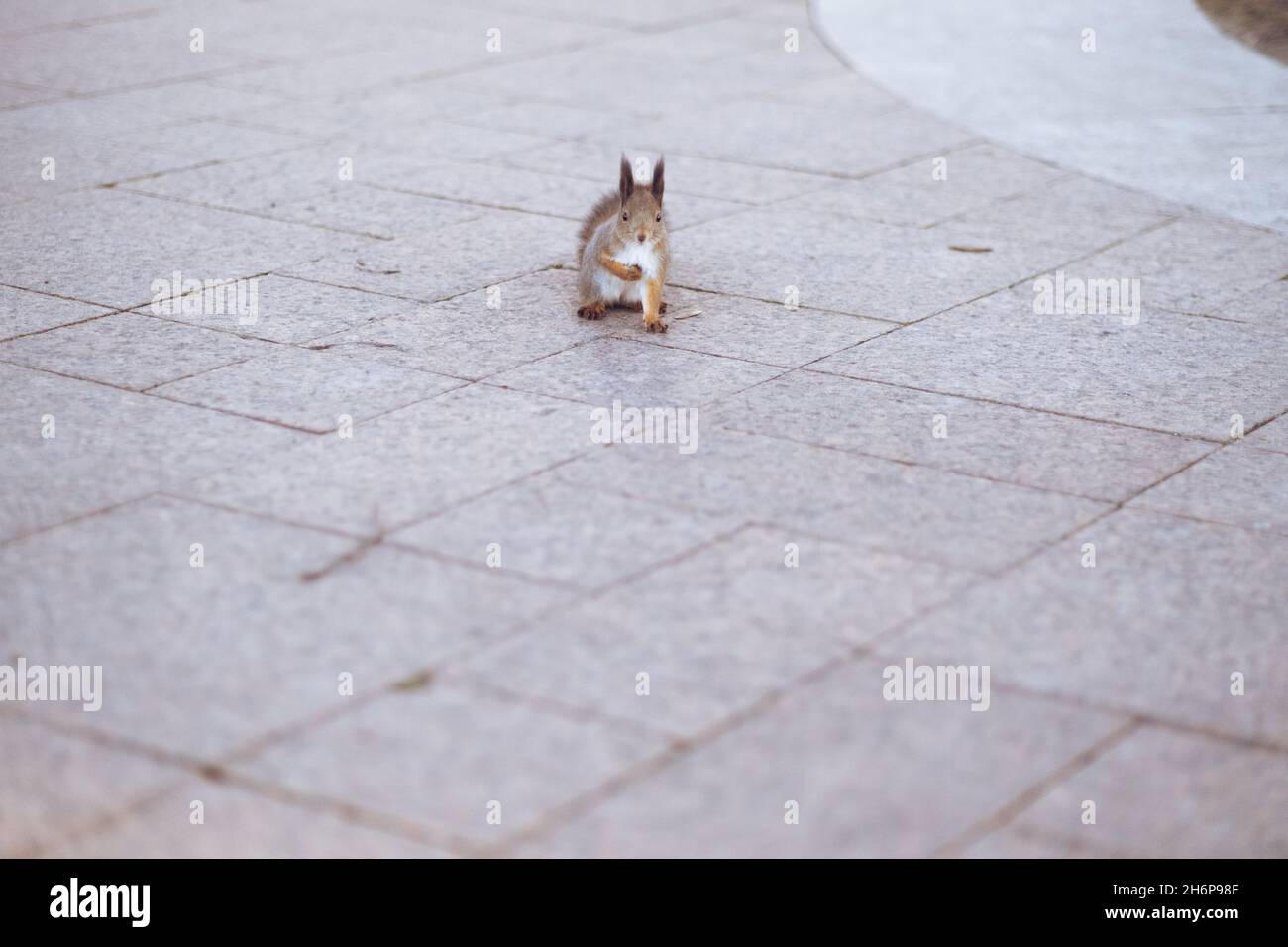 Baby squirrel street hi-res stock photography and images - Alamy