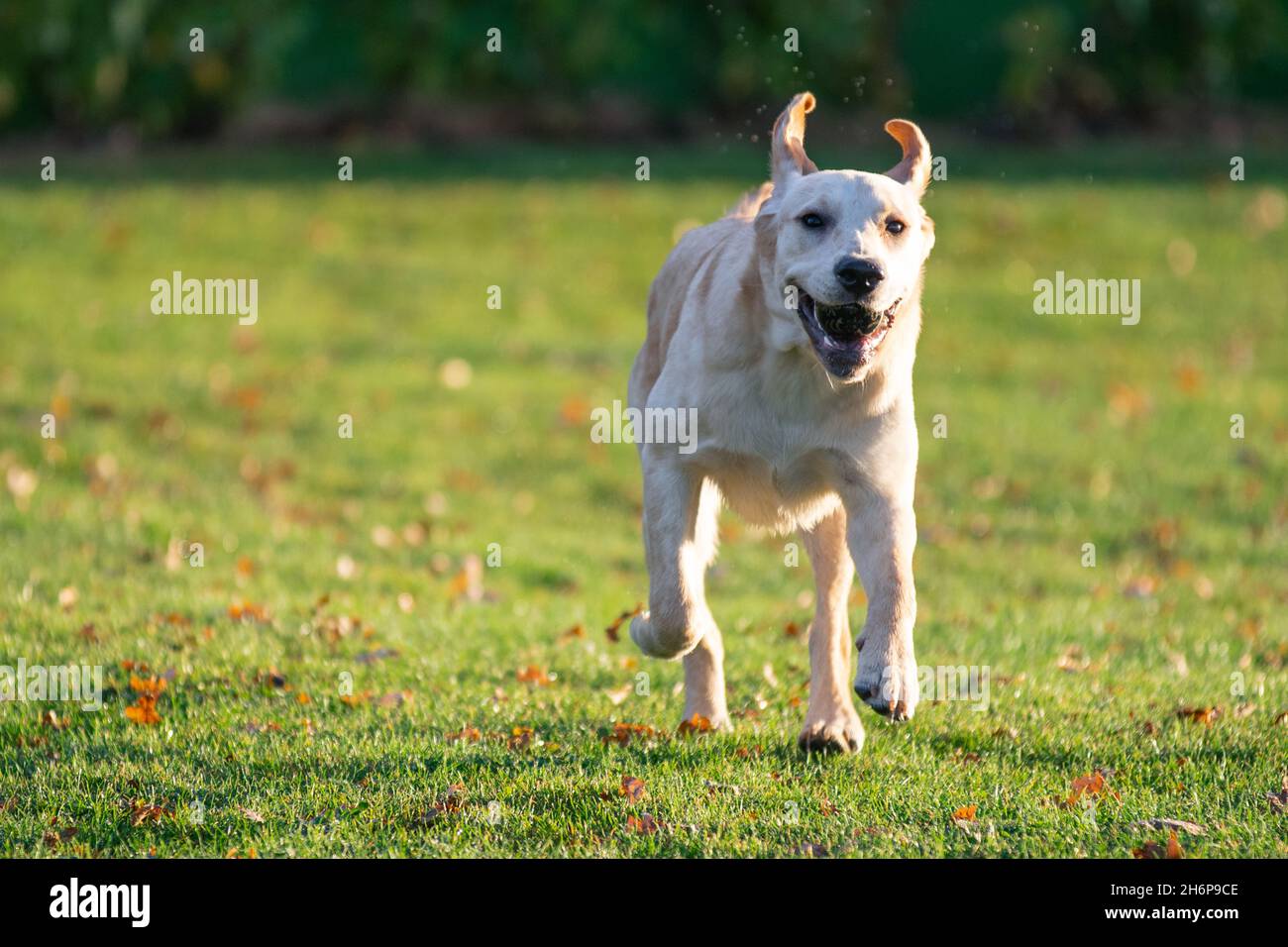 Beautiful young Golden Labrador pictured outdoors on an autumn ...