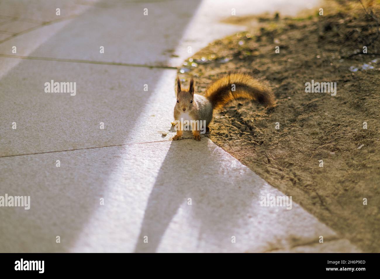 Baby squirrel street hi-res stock photography and images - Alamy