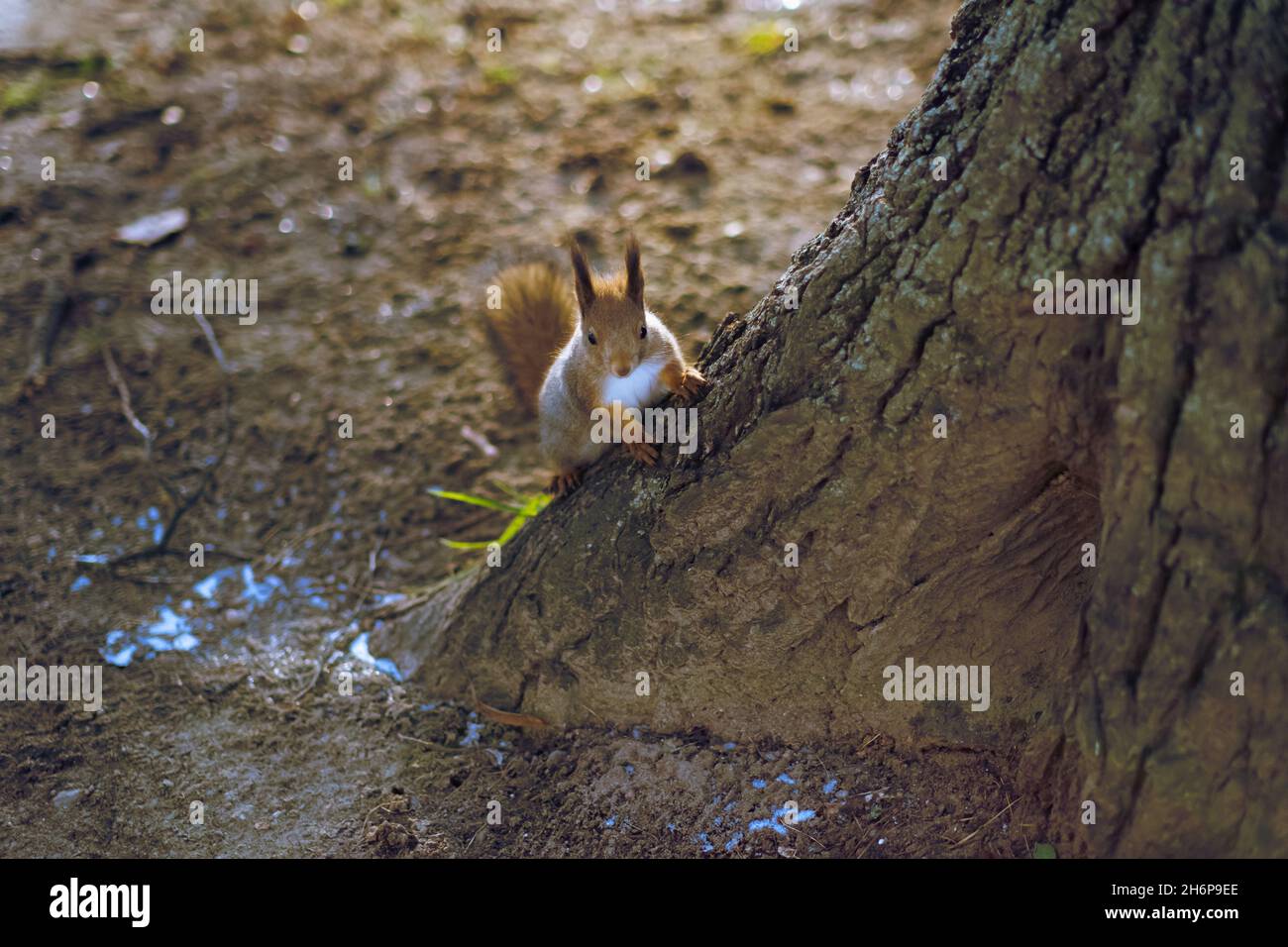 Baby squirrel street hi-res stock photography and images - Alamy