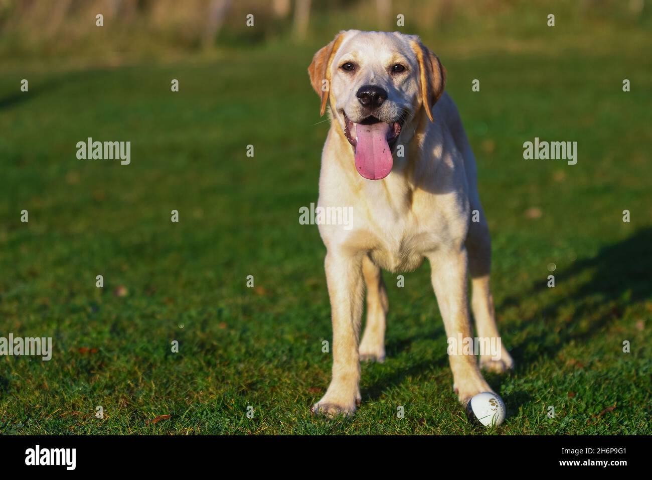 Beautiful young Golden Labrador pictured outdoors on an autumn ...