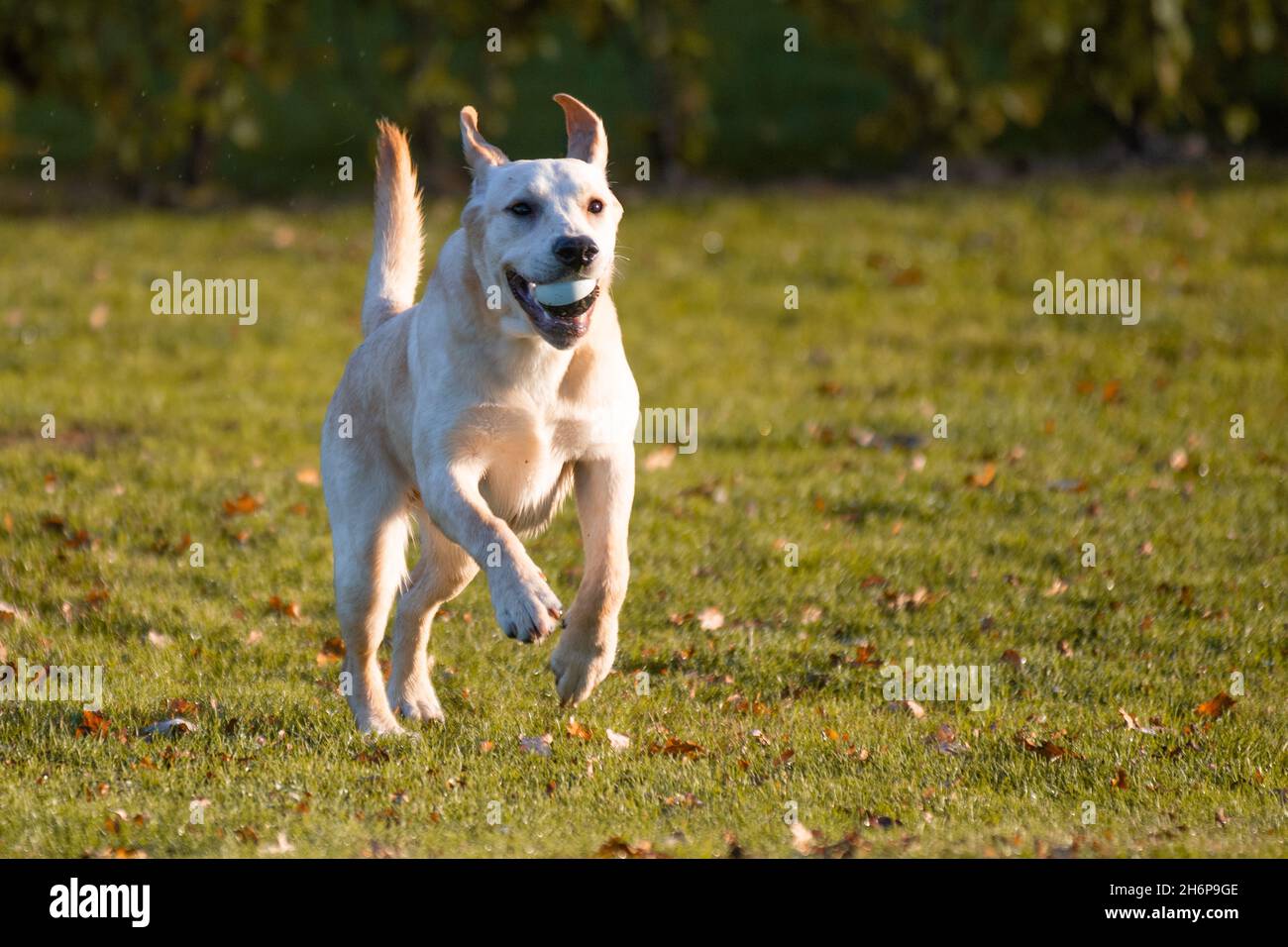 Beautiful young Golden Labrador pictured outdoors on an autumn ...