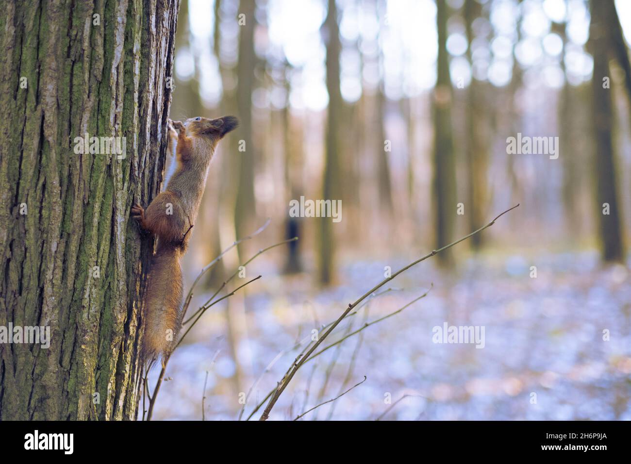 Baby squirrel street hi-res stock photography and images - Alamy