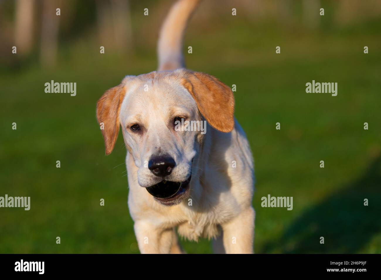 Beautiful young Golden Labrador pictured outdoors on an autumn ...