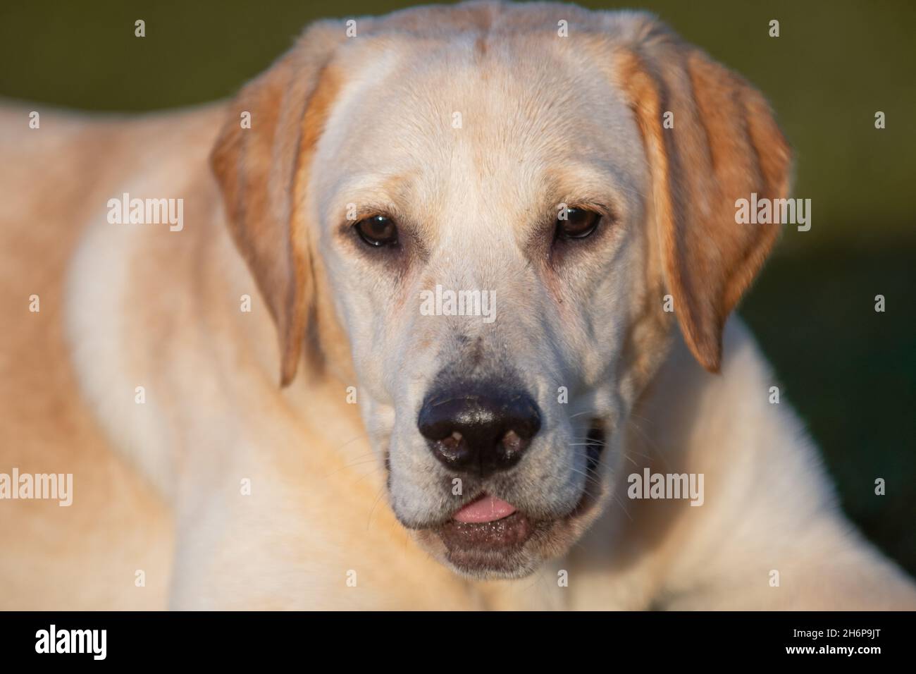 Beautiful young Golden Labrador pictured outdoors on an autumn ...