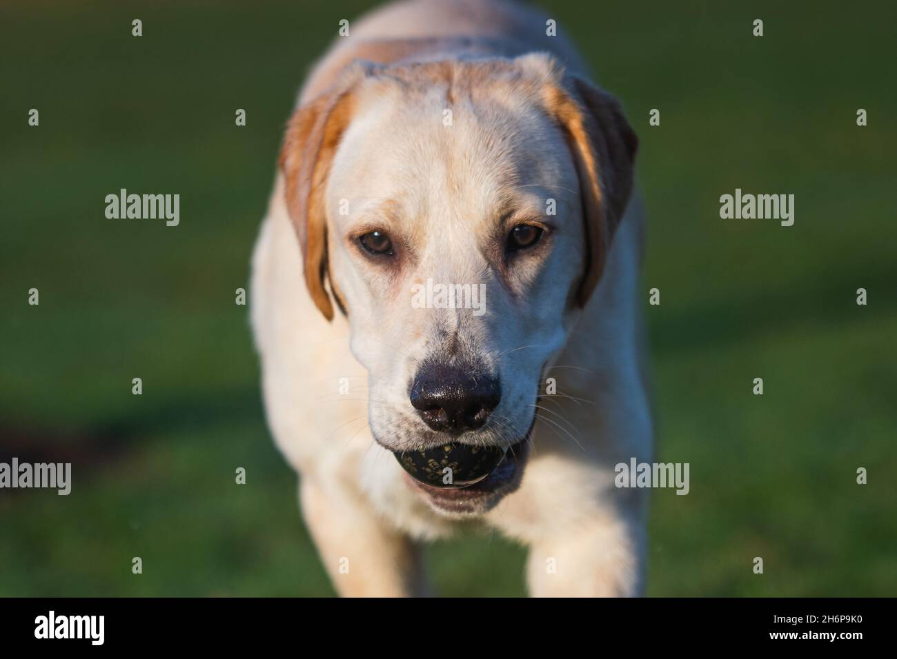 Beautiful young Golden Labrador pictured outdoors on an autumn ...