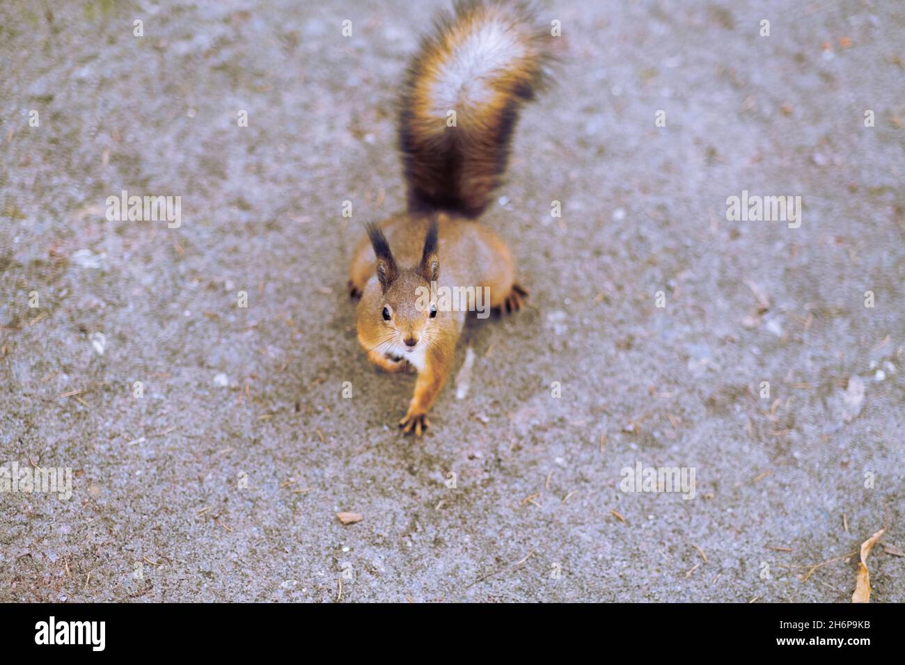 Baby squirrel street hi-res stock photography and images - Alamy