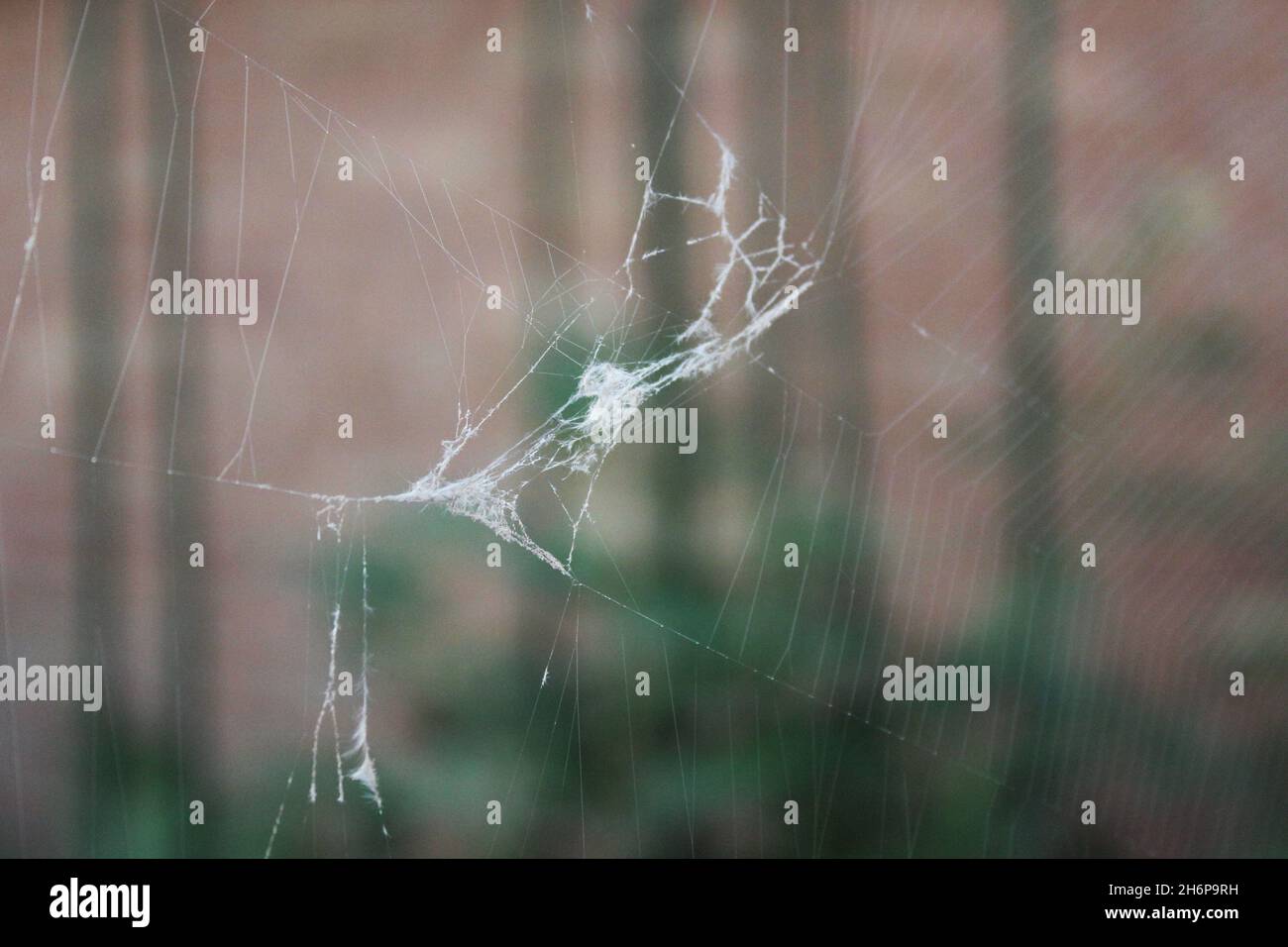 Real spiders hi-res stock photography and images - Alamy