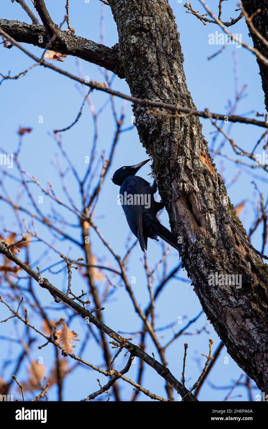 Tapping on a tree hi-res stock photography and images - Alamy