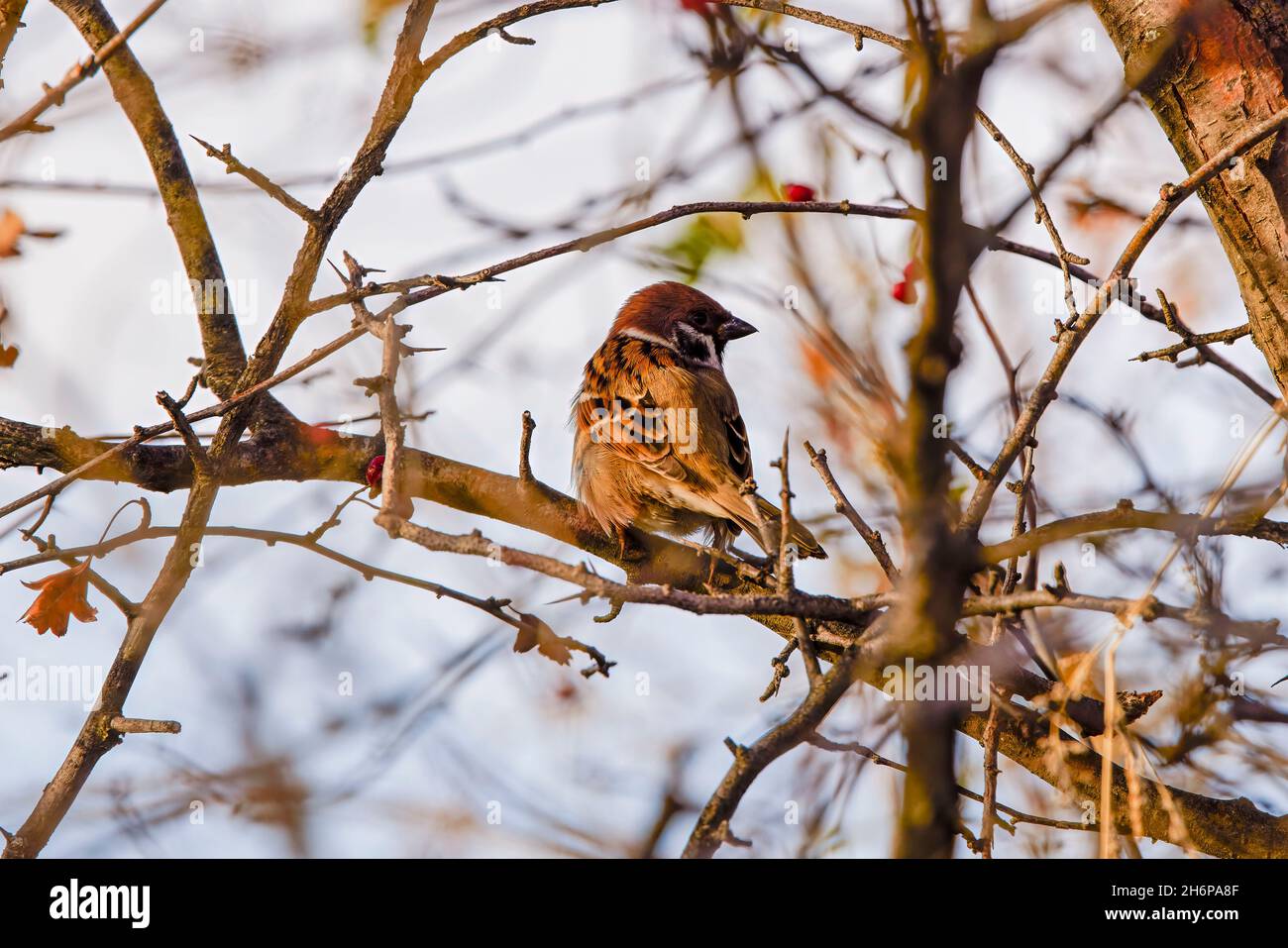 Group of finches hi-res stock photography and images - Alamy