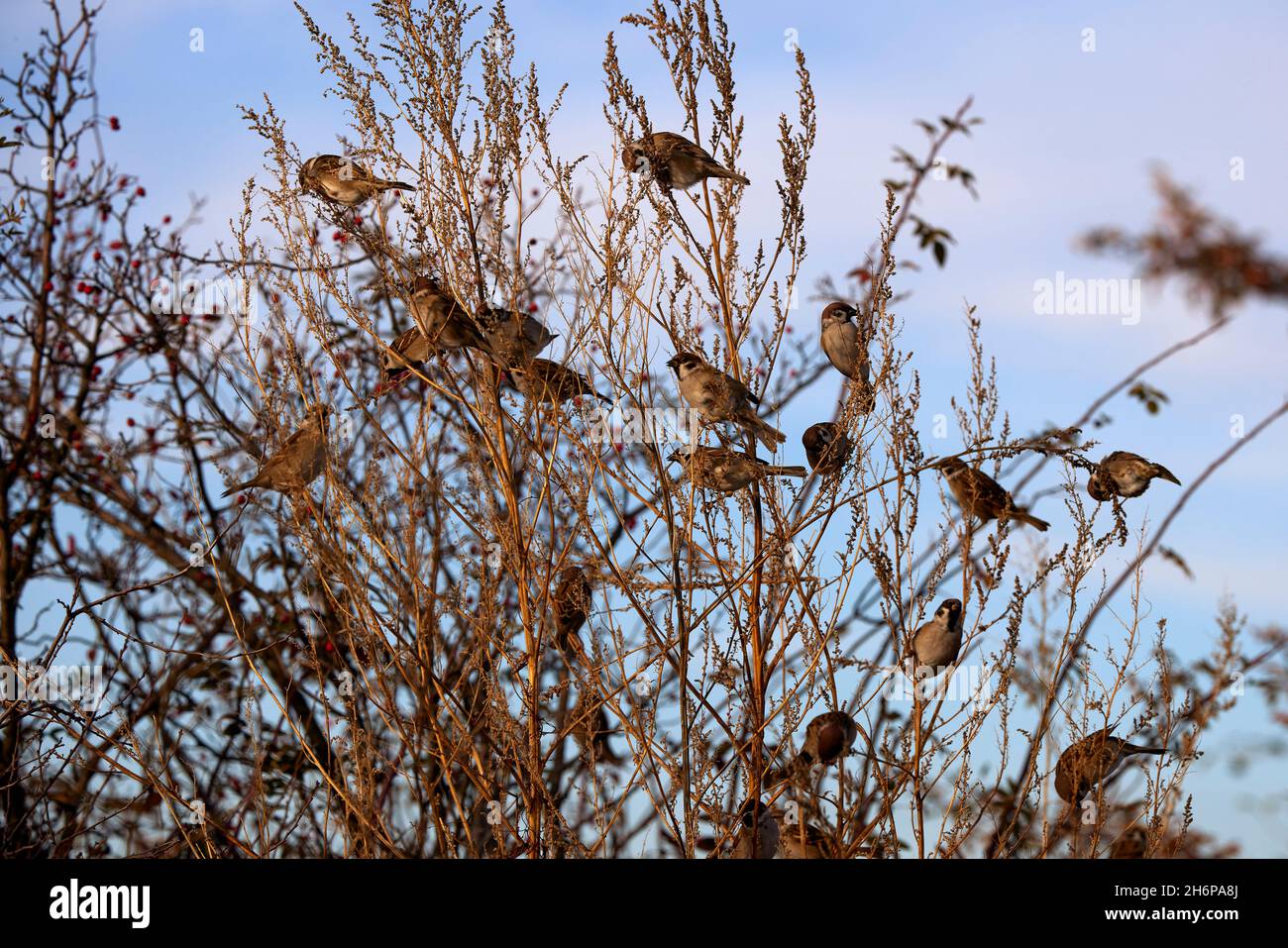 Group of finches hi-res stock photography and images - Alamy