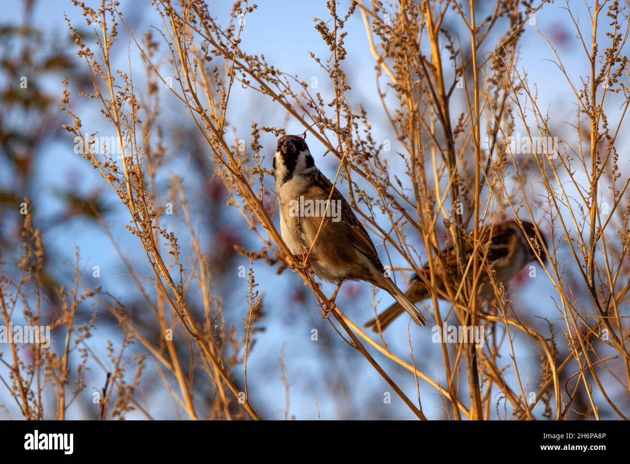 Group of finches hi-res stock photography and images - Alamy