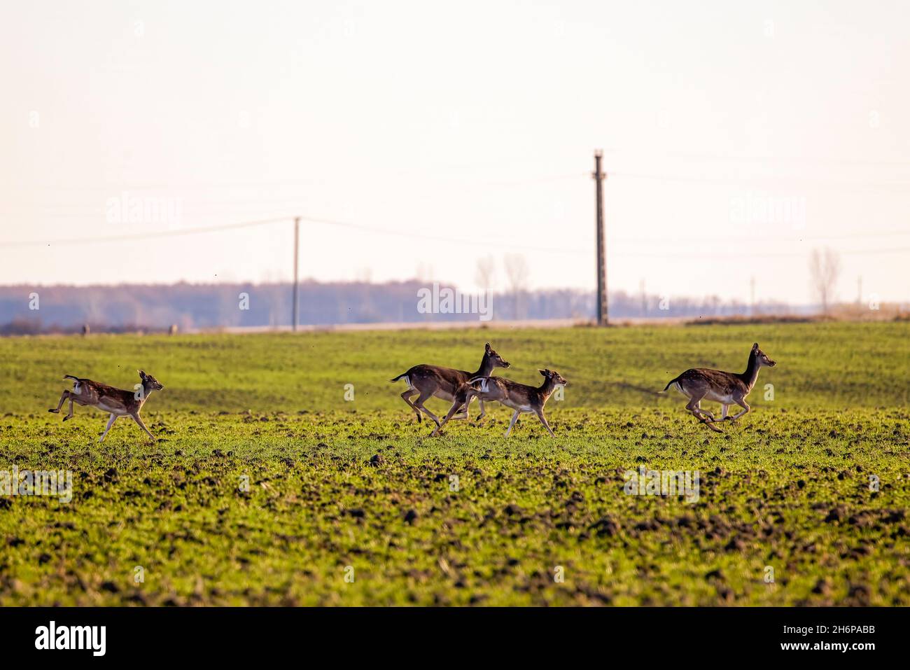 Deer family and dollars on an agricultural field Stock Photo - Alamy