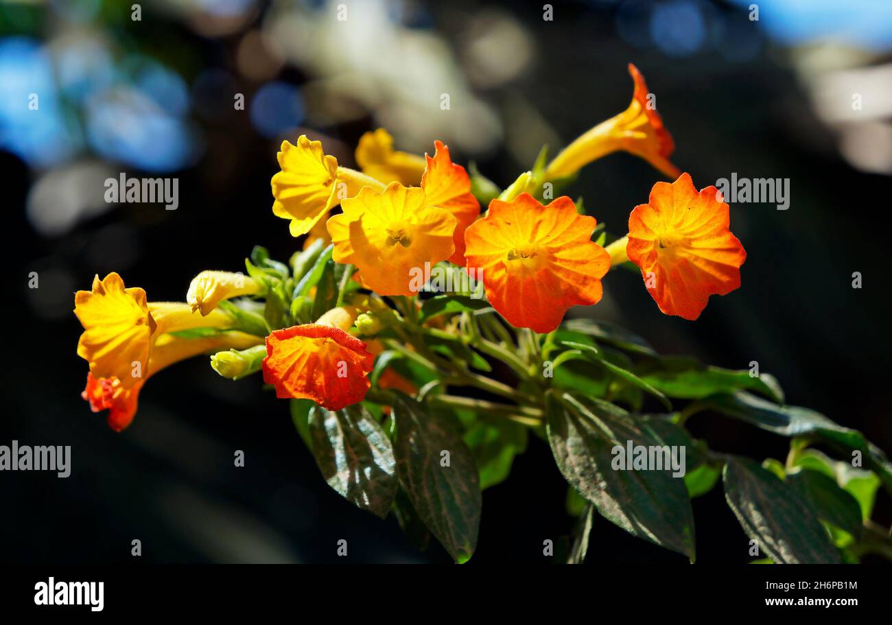 Streptosolen jamesonii marmalade bush fire hi-res stock photography and ...