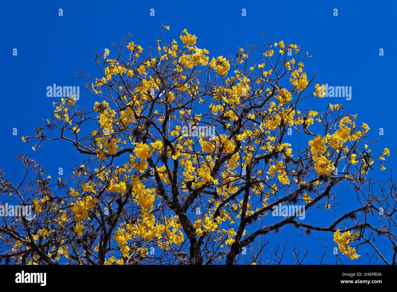 Yellow ipe tree hi-res stock photography and images - Alamy