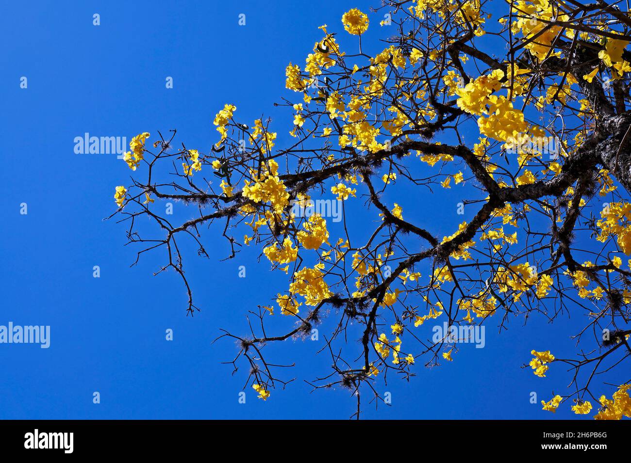 Golden trumpet tree or Yellow ipe tree (Handroanthus chrysotrichus ...