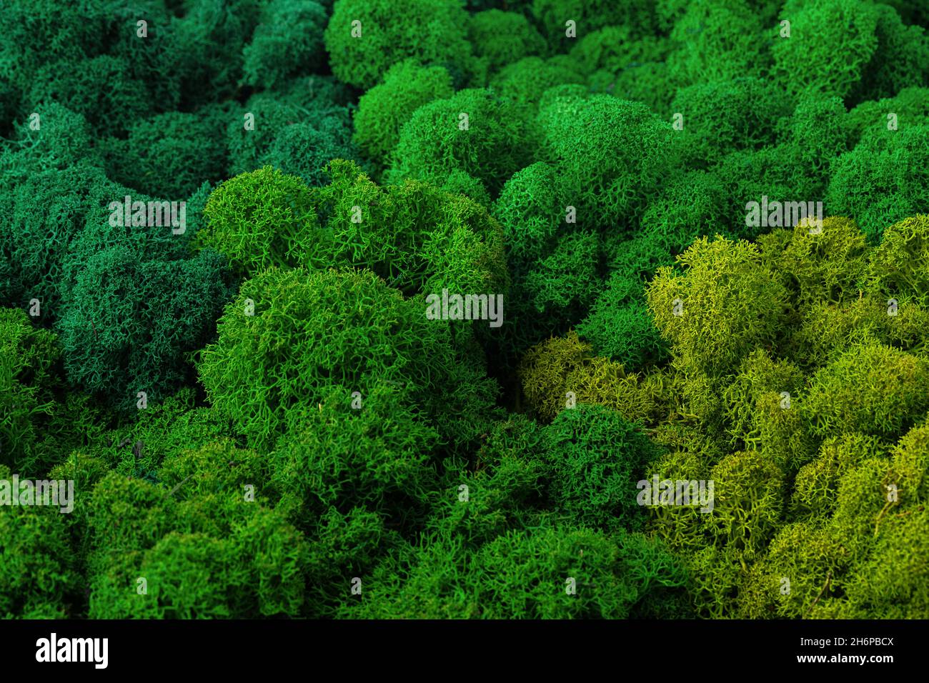 Top view green moss for background texture Stock Photo - Alamy