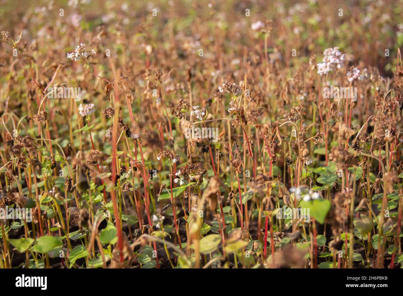 Buckwheat after frost. Frozen leaves and flowers of Buckwheat. Plants ...