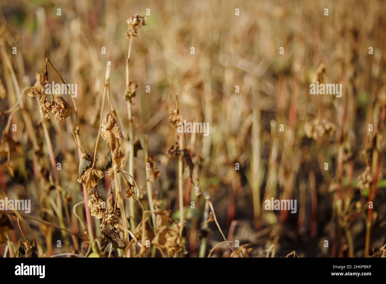 Buckwheat after frost. Frozen leaves and flowers of Buckwheat. Plants ...