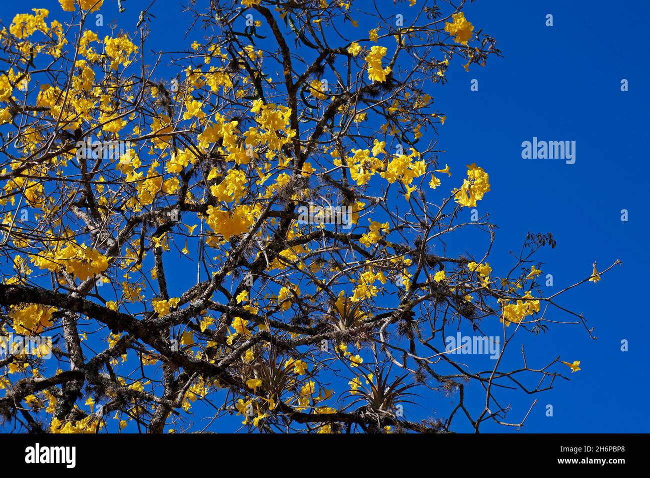 Golden trumpet tree or Yellow ipe tree (Handroanthus chrysotrichus ...