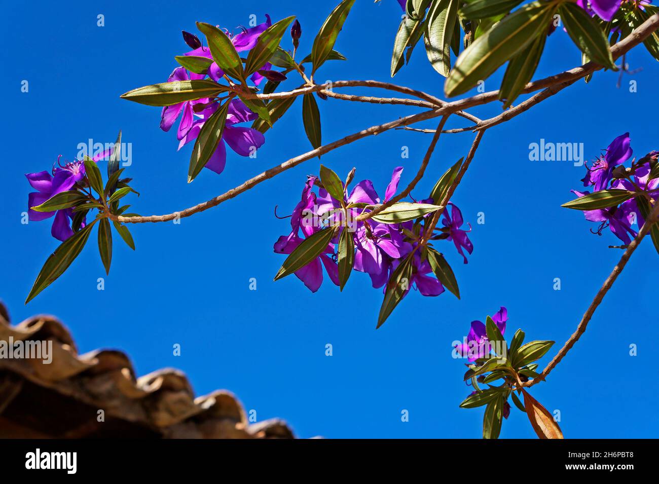 Purple princess flower (Tibouchina granulosa), Minas Gerais, Brazil ...