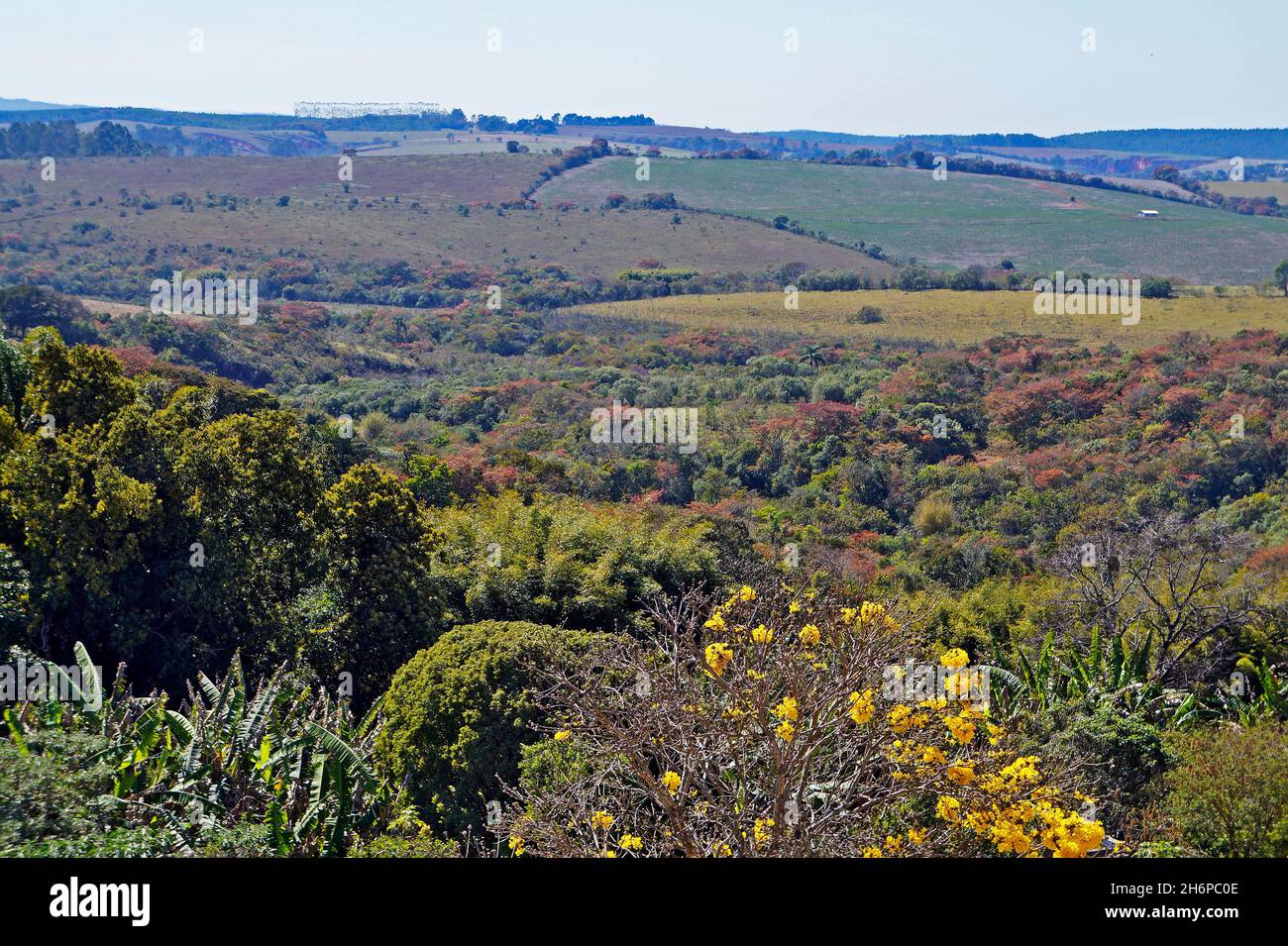 Brazilian typical tree hi-res stock photography and images - Alamy