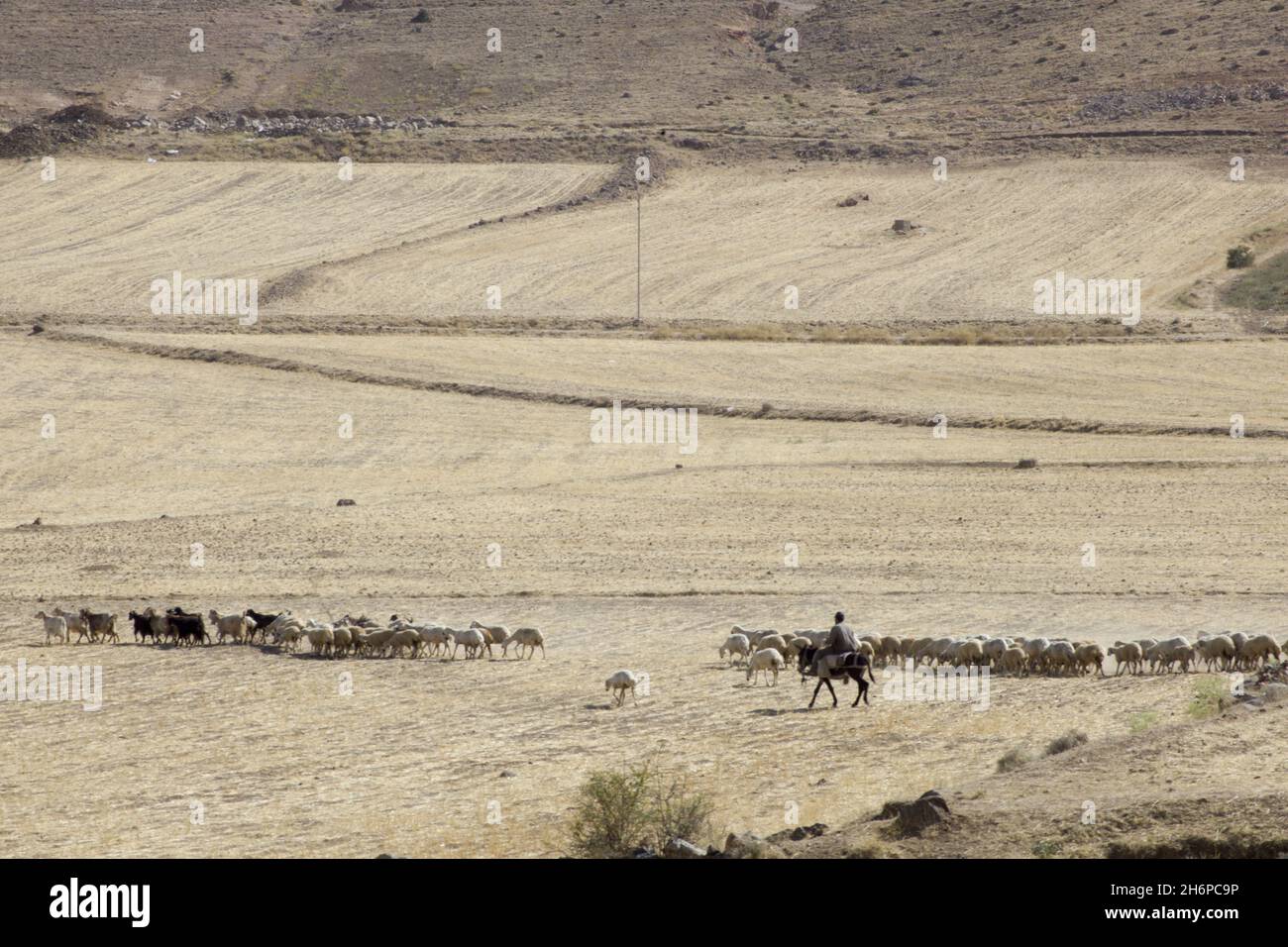 Pig herder hi-res stock photography and images - Alamy